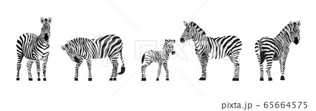 Cartoon zebra set - exotic wild animal standing...のイラスト素材 [65664575 ...