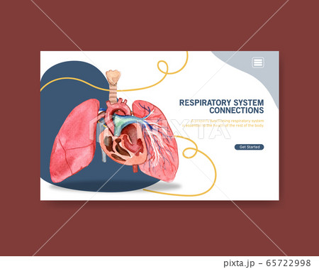 respiratory system design for website templateのイラスト素材 [65722998] - PIXTA