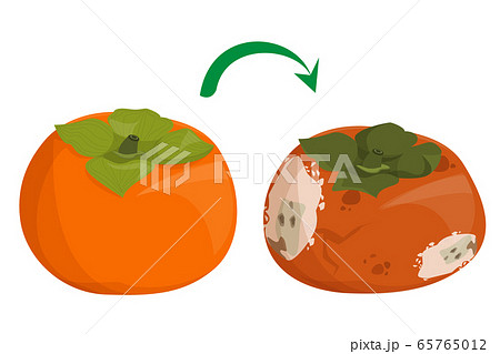 Fresh sweet persimmon becomes rotten and badのイラスト素材 [65765012] - PIXTA