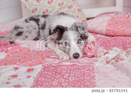 Australian Shepherd Aussie , 3 months old, sittingの写真素材 [65791541] - PIXTA