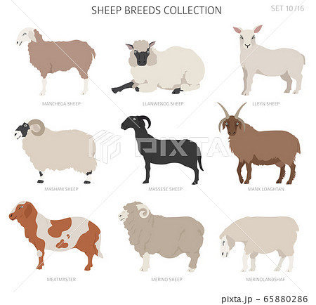 Sheep breeds collection 10. Farm animals set. Flatのイラスト素材 [65880286 ...