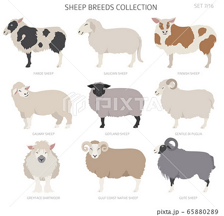 Sheep breeds collection. Farm animals set. Flatのイラスト素材 [65880289] - PIXTA