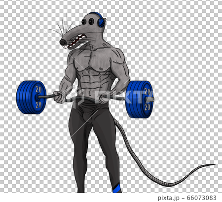 Bodybuilder rat - Stock Illustration [66073083] - PIXTA