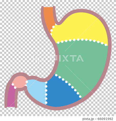 Color-coded illustration of stomach structure - Stock Illustration ...