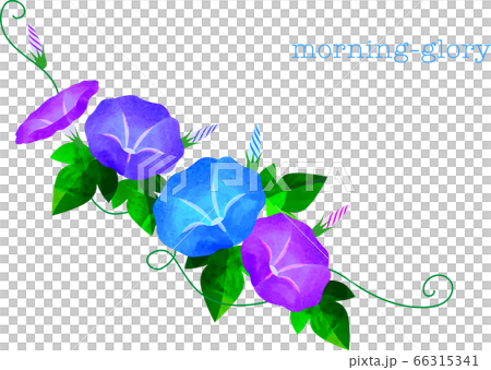 Japanese-Asagao-morning... - Stock Illustration [66315341] - PIXTA