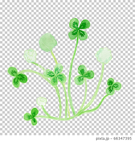 Fluffy four-leaf clover watercolor - Stock Illustration [66347395] - PIXTA