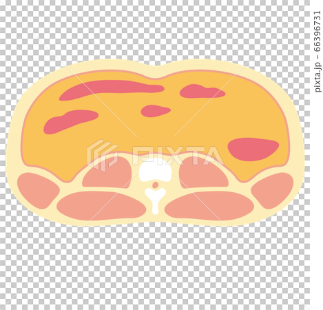 Abdominal cross section visceral fat - Stock Illustration [66396731 ...