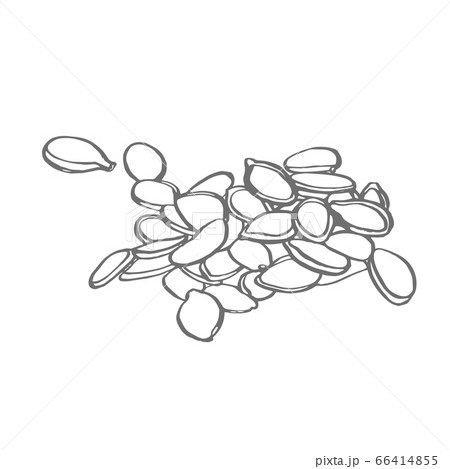 Pumpkins seeds vector superfood drawing....のイラスト素材 [66414855] - PIXTA