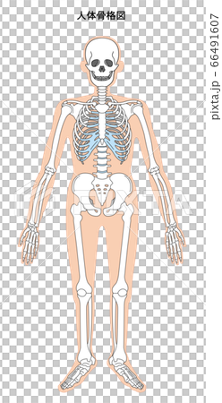 Human anatomy skeleton - Stock Illustration [66491607] - PIXTA