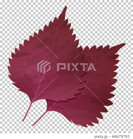 Illustration of red shiso - Stock Illustration [66679781] - PIXTA
