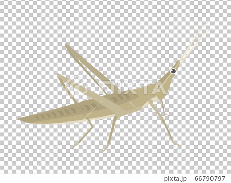 Illustration of ginger grasshopper - Stock Illustration [66790797] - PIXTA