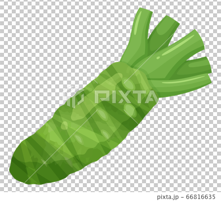 Illustration of wasabi - Stock Illustration [66816635] - PIXTA