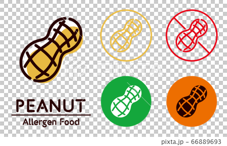 vector, vectors, groundnut - Stock Illustration [66889693] - PIXTA