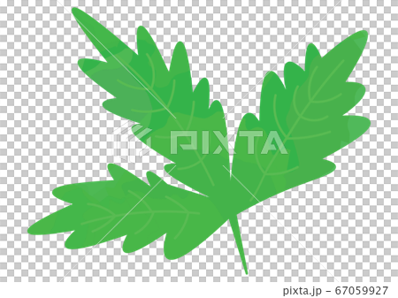 Illustration of mugwort - Stock Illustration [67059927] - PIXTA