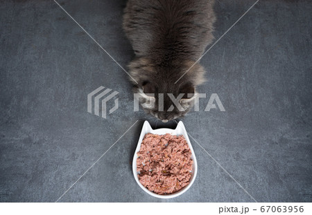 cat smelling pet food in dishの写真素材 [67063956] - PIXTA
