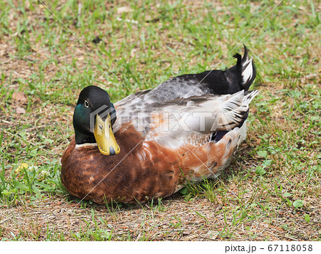 アイガモの写真素材 [67118058] - PIXTA