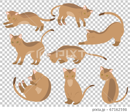 Abyssinian line no - Stock Illustration [67162598] - PIXTA