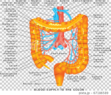 Blood supply to colon - Stock Illustration [67186589] - PIXTA