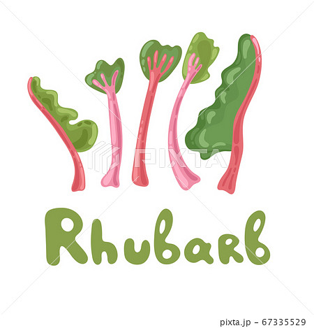 Rhubarb stock clipart. Vegetable colorful icon....のイラスト素材 [67335529 ...