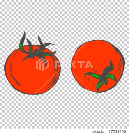 Color illustration of tomato drawn with pen - Stock Illustration ...