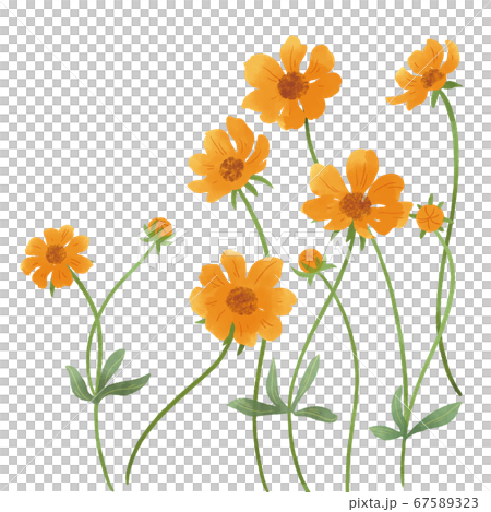 yellow cosmos, cosmos, cosmea - Stock Illustration [67589323] - PIXTA