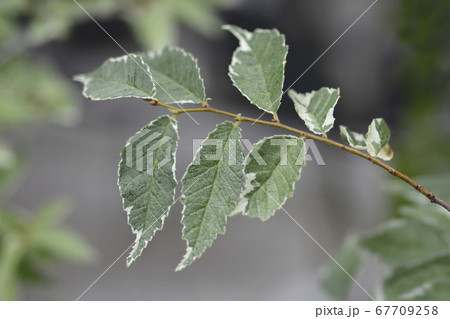 Small-leaved elm Silvery Gemの写真素材 [67709258] - PIXTA