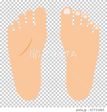 Vector illustration of instep and sole (without... - Stock Illustration ...