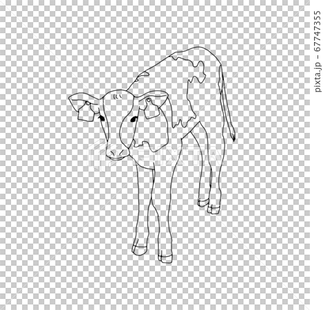 Hand-drawn calf illustration (line drawing)... - Stock Illustration ...