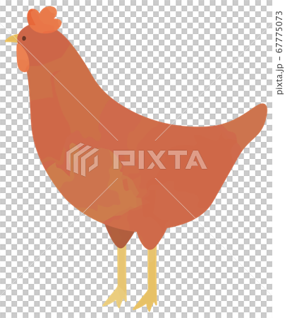 Illustration of brown chicken - Stock Illustration [67775073] - PIXTA