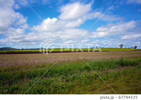 Australian Sugar Cane Paddockの写真素材 [67794535] - PIXTA
