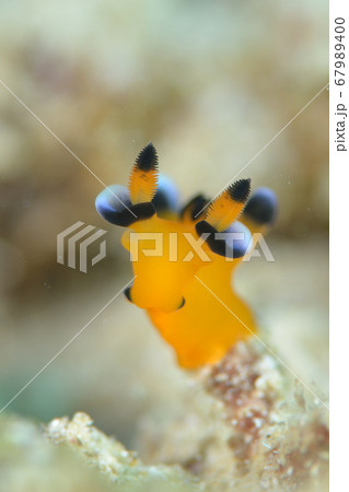 Pikachu Sea Slug Free Photos | Pikachu Sea Slug 2