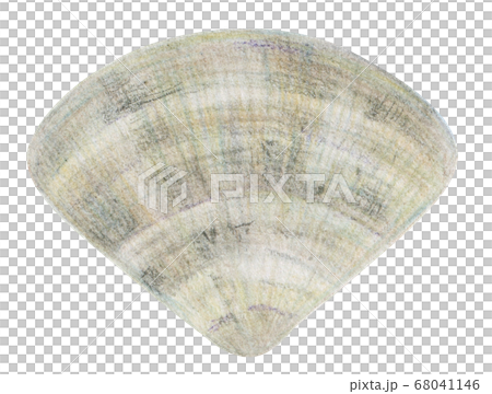 Hand-painted colored pencil clam clam clam - Stock Illustration ...