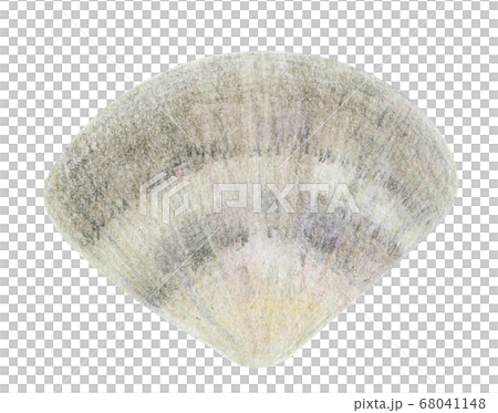 Hand-painted colored pencil clam clam clam - Stock Illustration ...