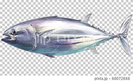 Illustration of a skipjack swimming - Stock Illustration [68072688] - PIXTA