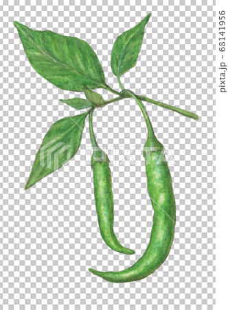 Hanging green chili pepper watercolor colored... - Stock Illustration ...