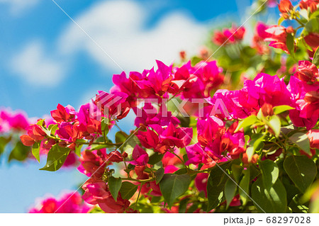 National Flower Of Guam | Best Flower Site