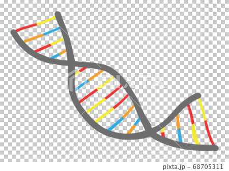Simple DNA illustration - Stock Illustration [68705311] - PIXTA
