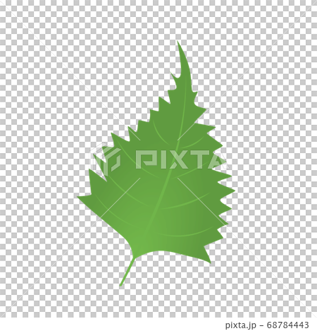One piece of shiso (vector illustration of yasai) - Stock Illustration ...
