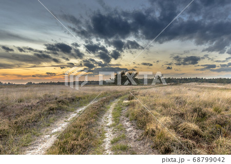 Natural heathland landscape near Hijkenの写真素材 [68799042] - PIXTA