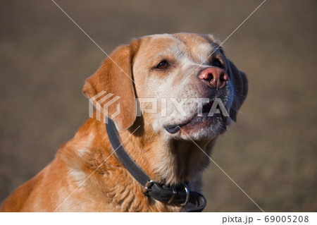 When Labrador Start Barking