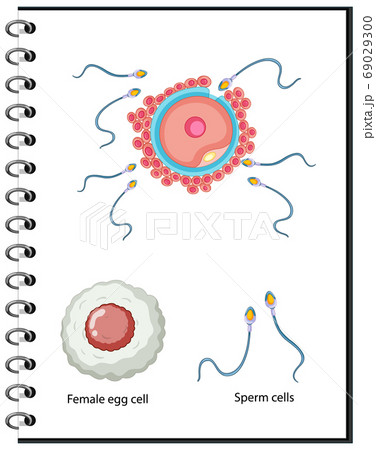 Human Copulation Diagram