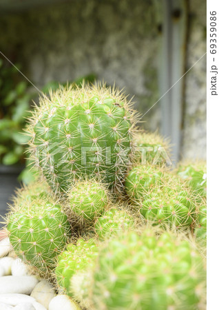 Cactus Cacti closeup neon greenの写真素材 [69359086] - PIXTA