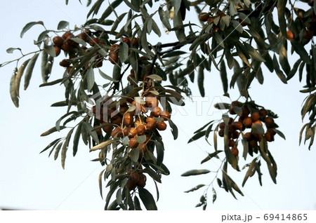 Asian tree branch jida with ripe fruitsの写真素材 [69414865] - PIXTA