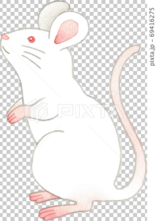 White mouse standing up and looking up - Stock Illustration [69416275 ...