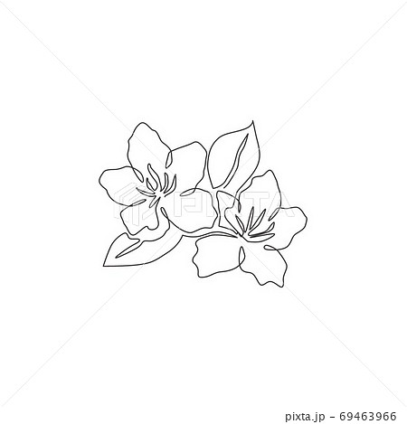 Azalea Drawing