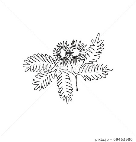 Mimosa Flower Drawing