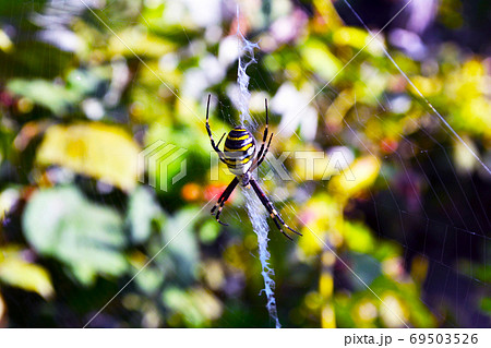 a black and yellow spider sits on a webの写真素材 [69503526] - PIXTA