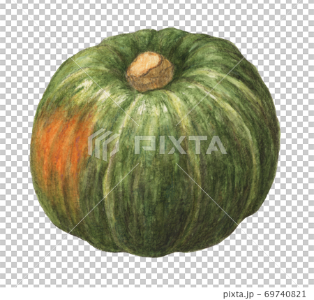 Bochan pumpkin watercolor pencil drawing - Stock Illustration [69740821 ...