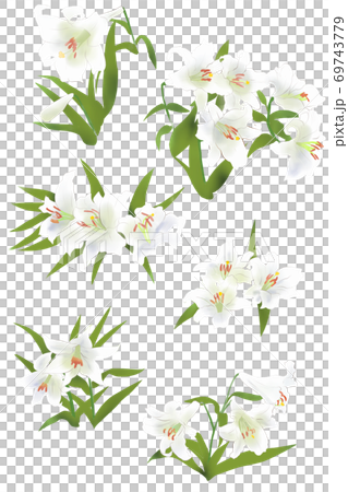 Shirayuri material - Stock Illustration [69743779] - PIXTA