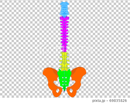 Color-coded spine - Stock Illustration [69835826] - PIXTA